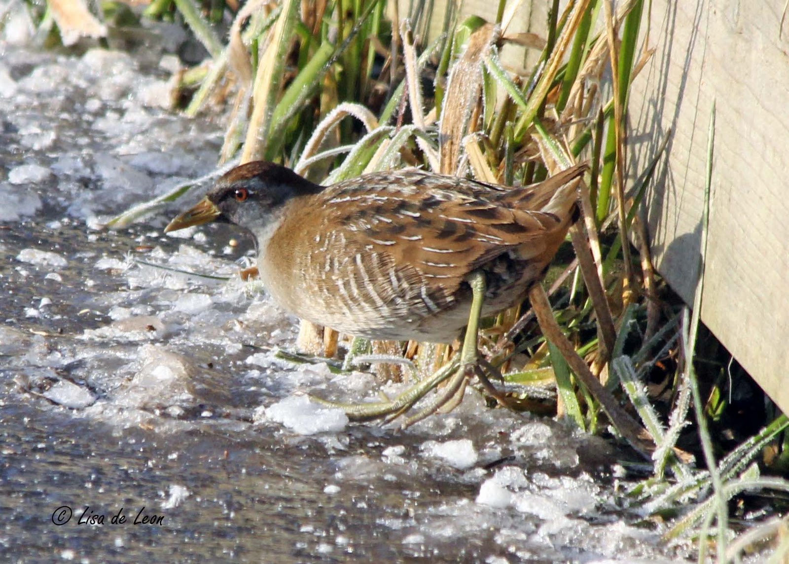Birding with Lisa de Leon: Sora! Sora! Sora!
