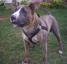 Blog Interessante: Dogue brasileiro - Brazilian dogo - Brazilian dogge