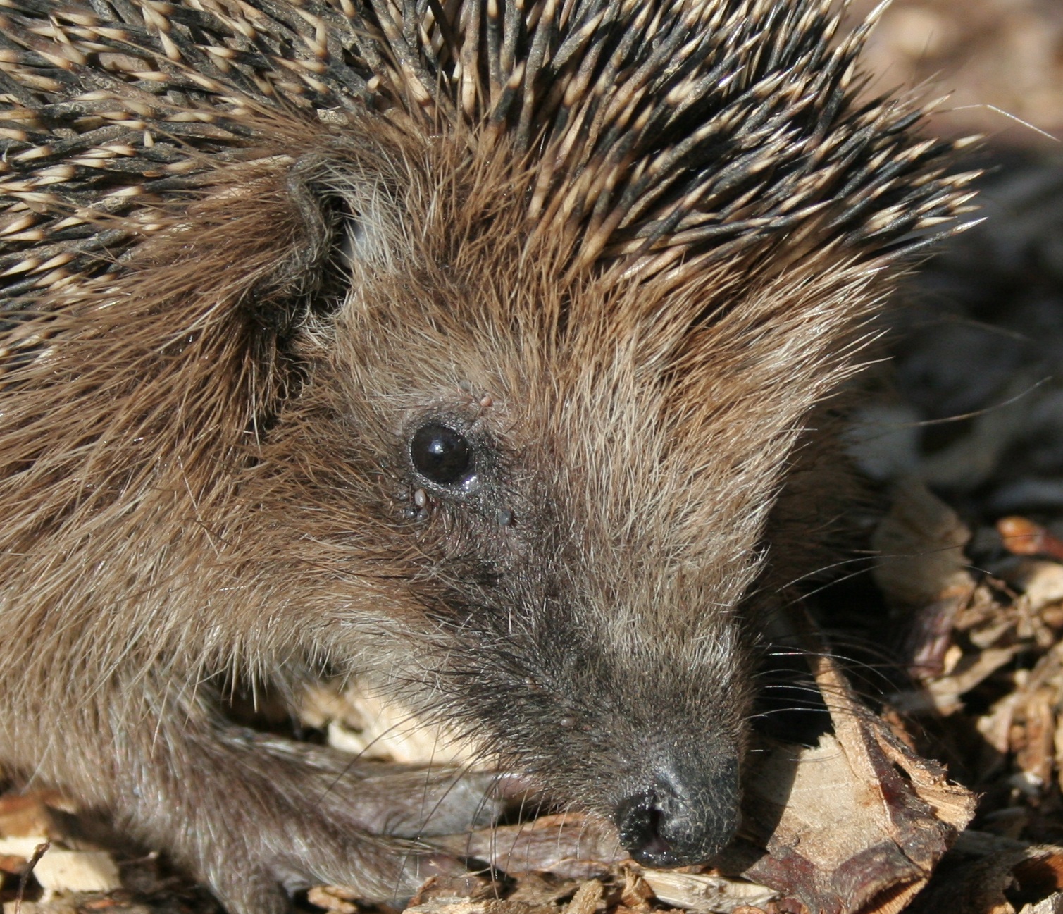 Las Mira: Ciężkie życie jeża.