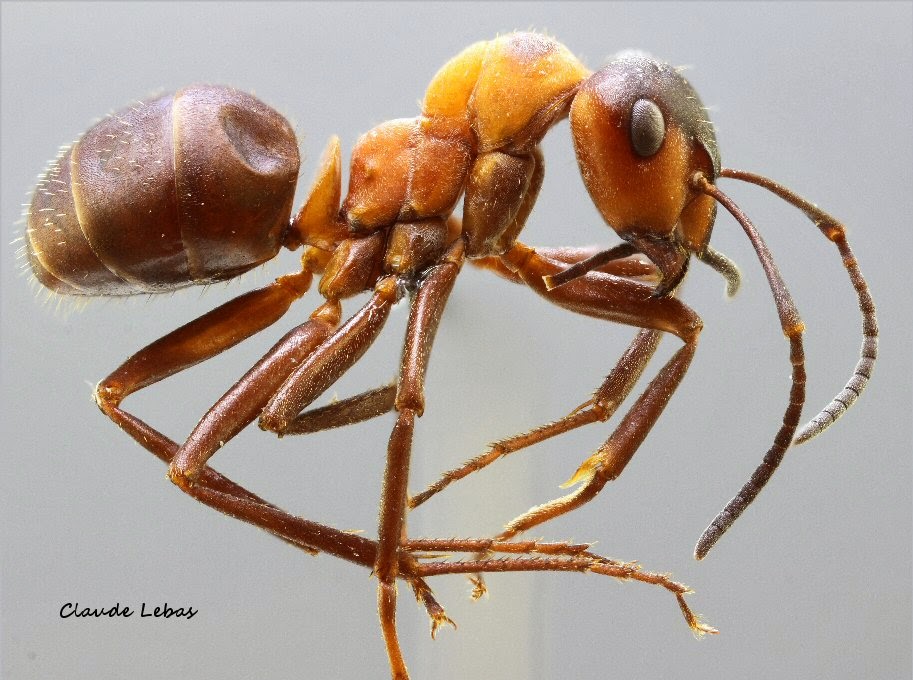 fourmis du genre Formica