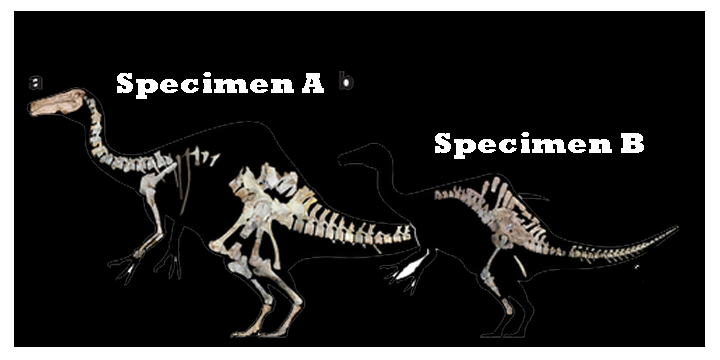 The Expeditioner's Discovery Guild: A little bit of Everything: Paleo ...