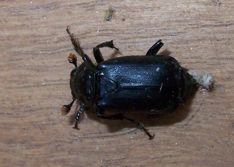 Bedfordshire's flora and fauna online: Black beetle duo