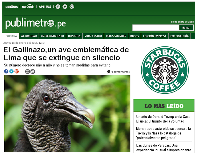 SIN SENTIDO: EL GALLINAZO: Un ave emblemática de Lima que se extingue ...