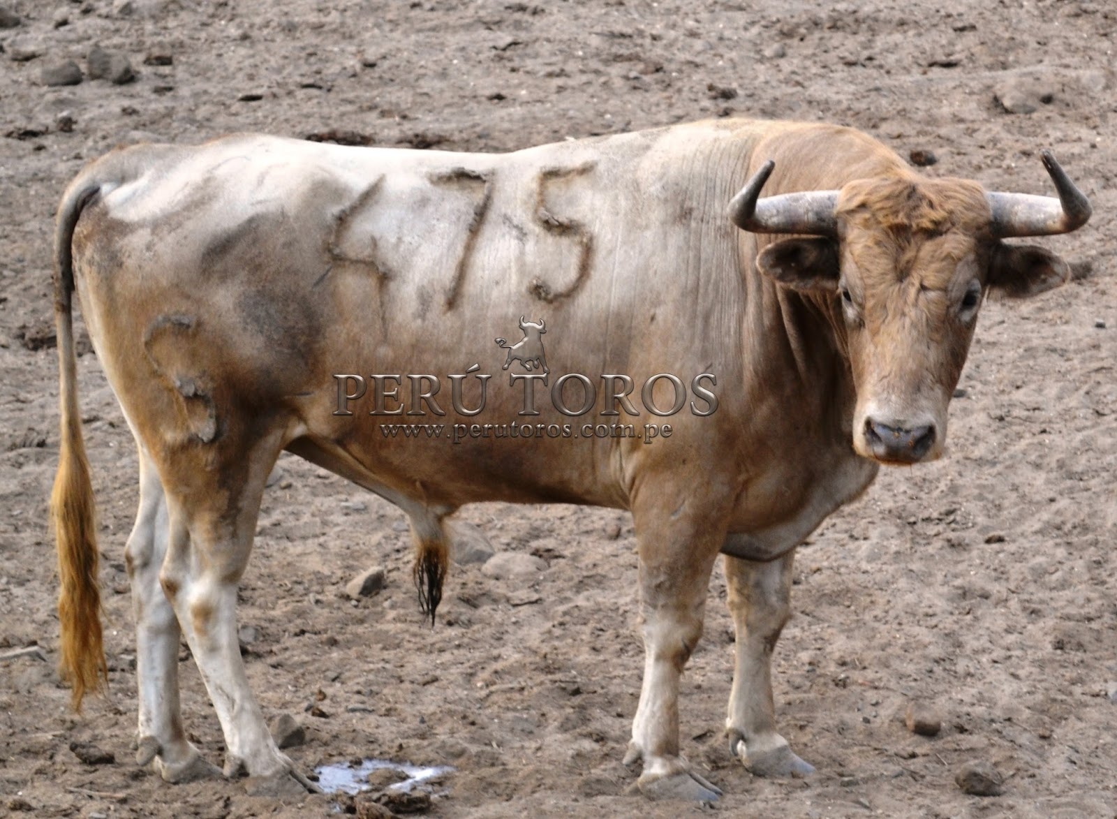 PERÚ TOROS: TOROS DE SAN PEDRO Y SANTA ROSA DE LIMA PARA LA FERIA DE PUQUIO
