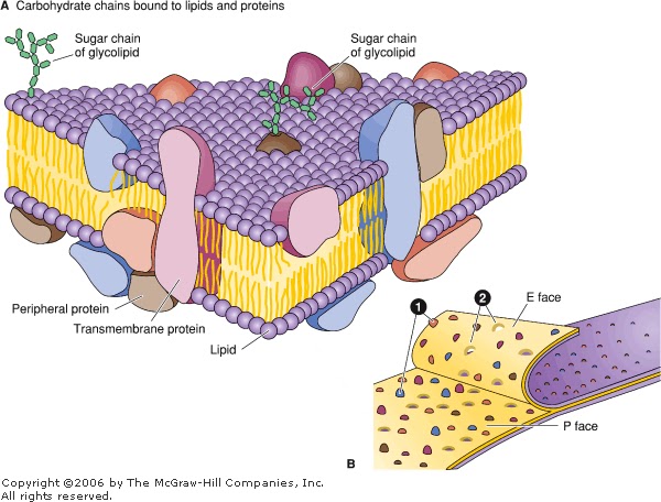 De Histology: Cell Components