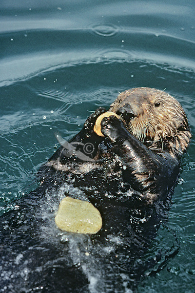 thought you otter know: A craftsman is only as good as his tools