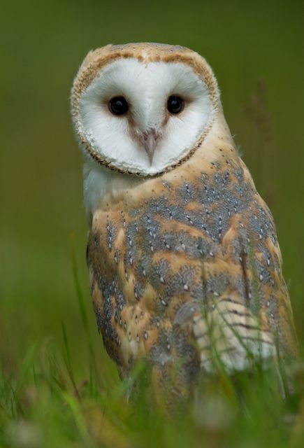 British Wildlife Centre ~ Keeper's Blog: Owl Photography Evening