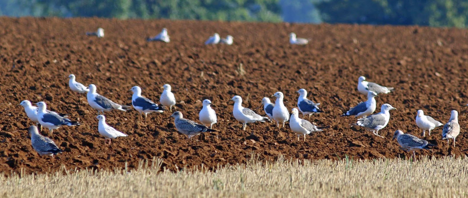 Nature in the Heart of England: Upper Wardington: lesser black backed ...