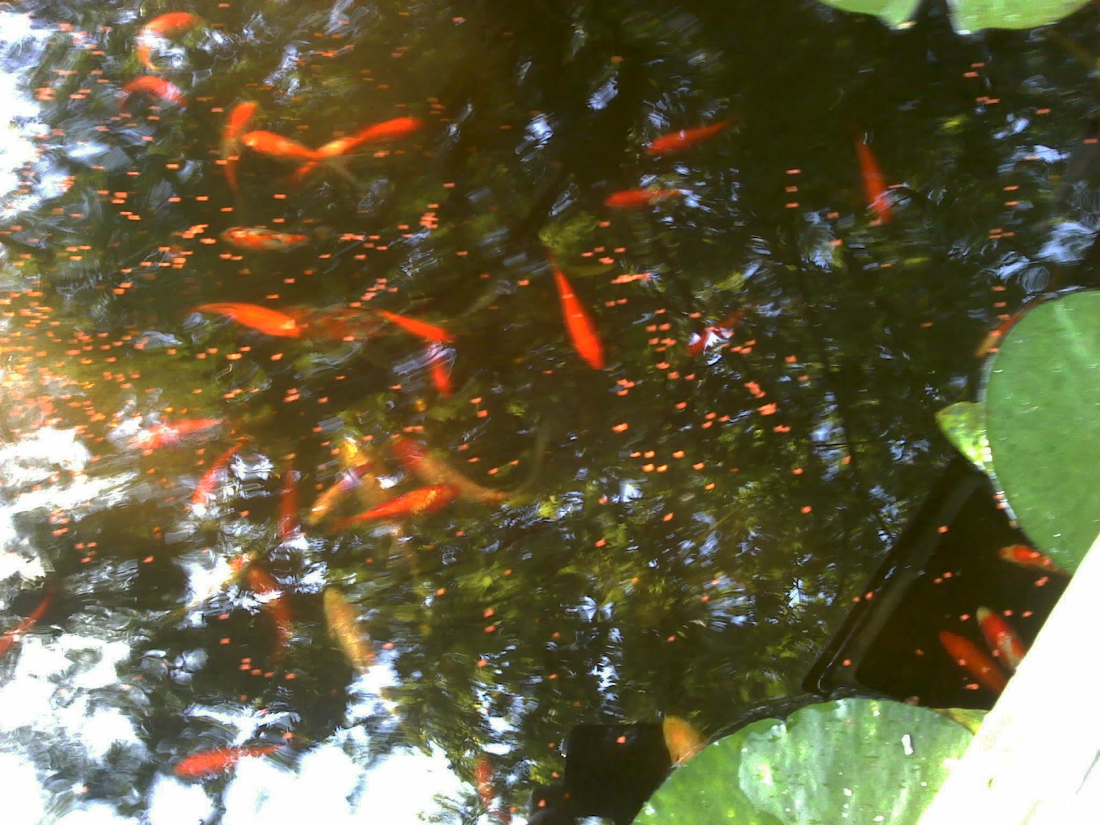 The Nourished Nana: Fish Naming Therapy? Yes.