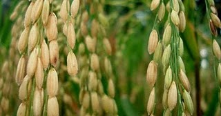 Cara Menanam Padi Merah Yang Mudah | -Petani TOP-