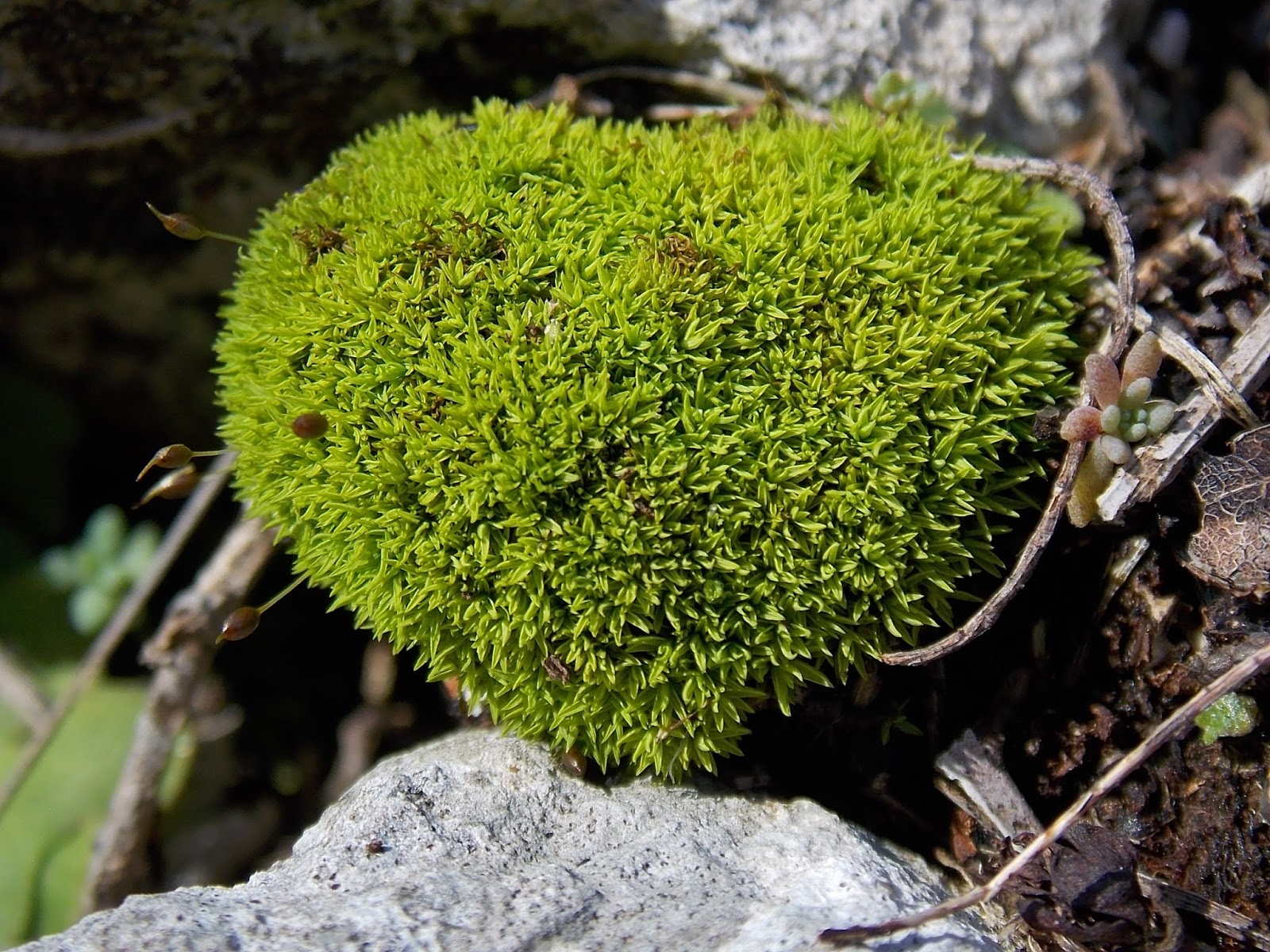 Trichostomum crispulum Bruch