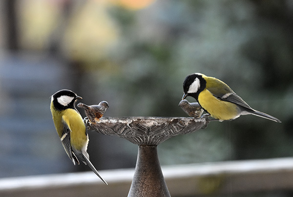 Nettimartan pihapiiri: Pihamme pikkulinnut