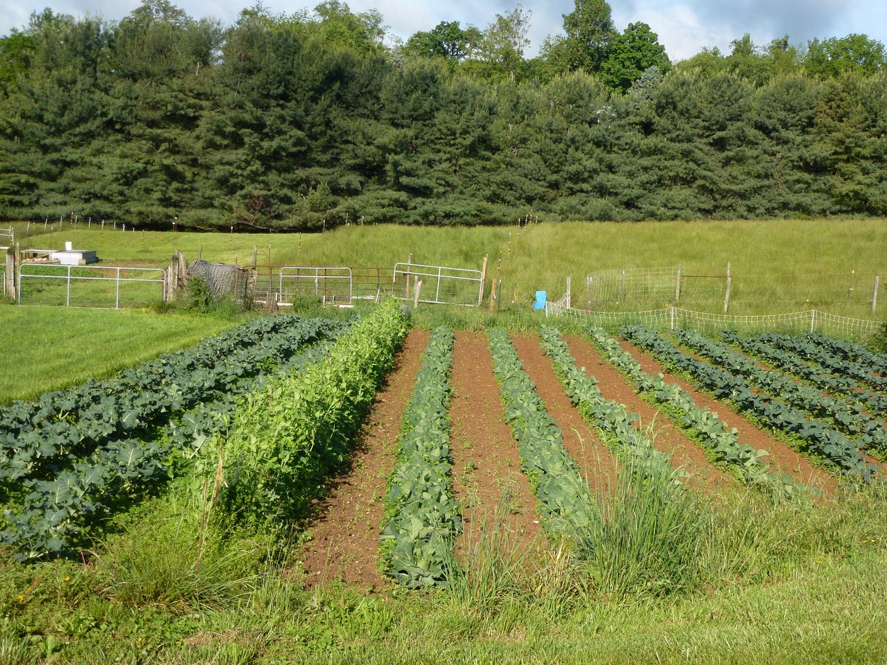 Homestead Hill Farm: After the Rain...