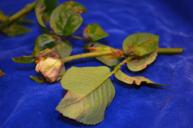 University of Illinois Plant Clinic: Downy Mildew of Roses (Peronospora ...