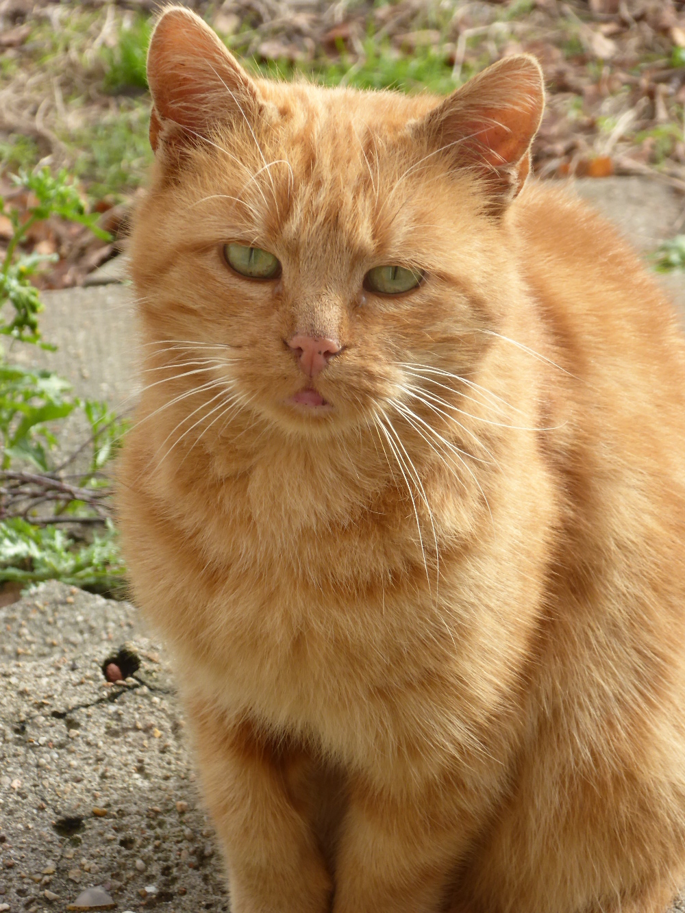 L'Arbrachats: Milroux, jeune chat roux à adopter