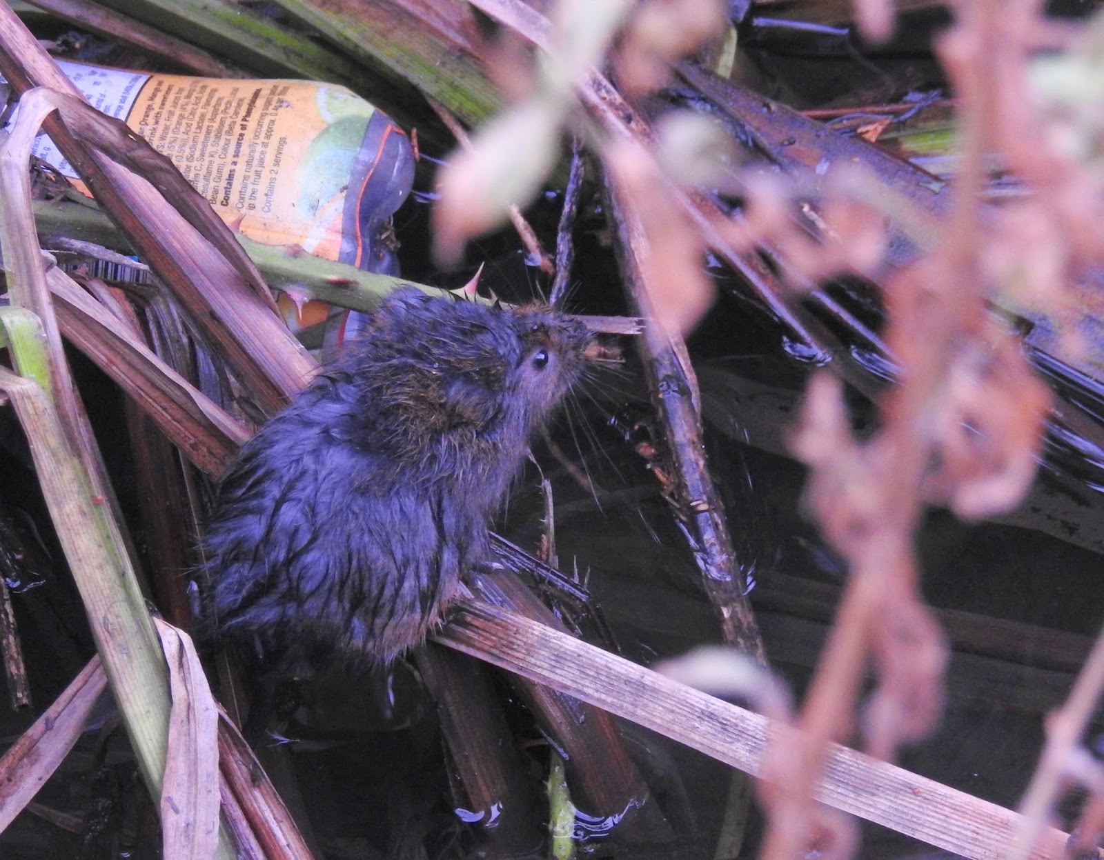About a Brook: Big Vole, Little Vole