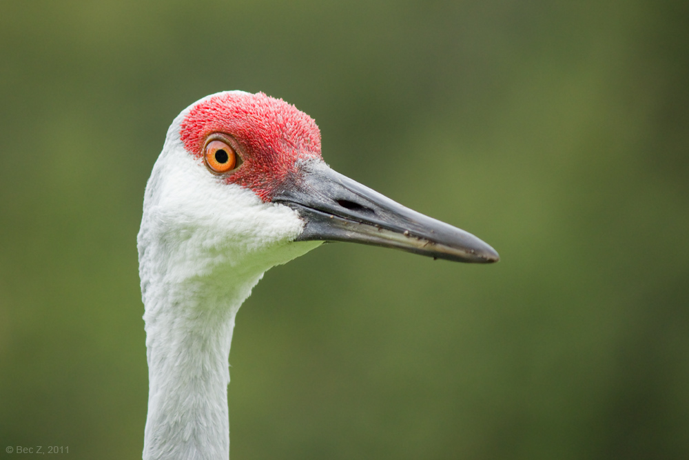 Close Encounters of the Bird Kind: Birding in the U.S.A