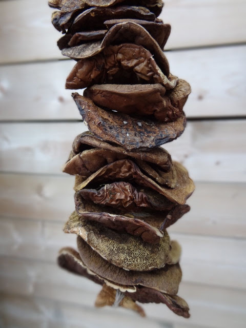 Scrumpdillyicious: Polish Forest Mushrooms: Podgrzybek