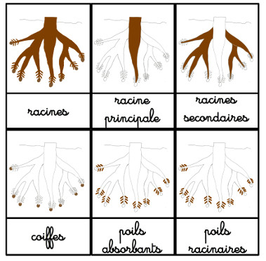 Crapouillotage: LA RACINE