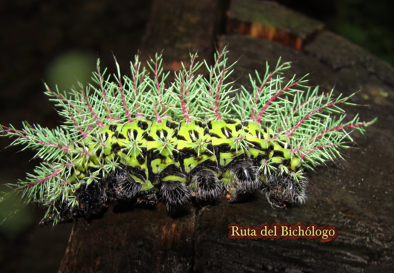 Automeris metzli (Salle, 1853) (Lepidoptera: Saturniidae) ~ La Ruta del ...