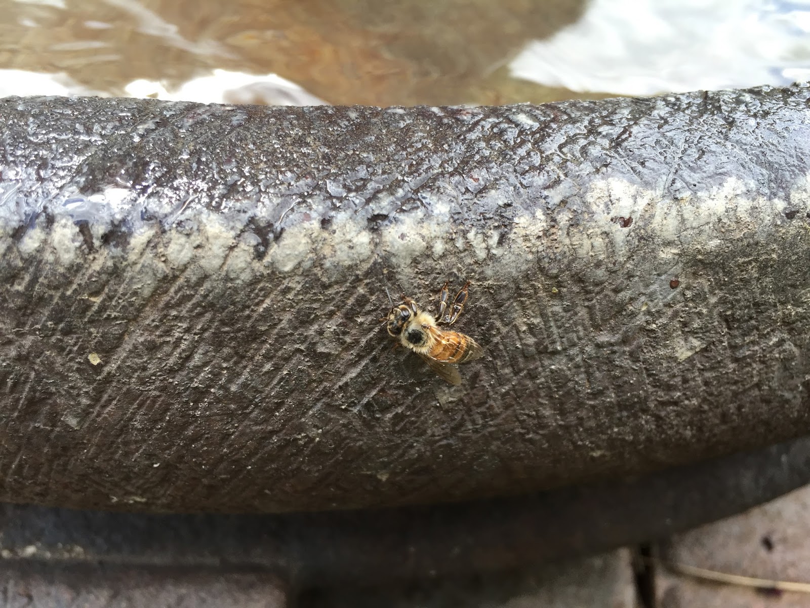 JeffCo Master Gardeners: Pollinator Week: Providing Water for Pollinators