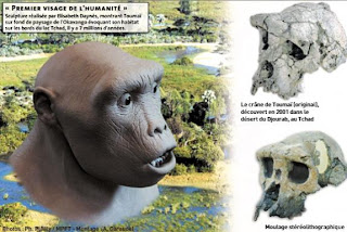 ciencia: SAHELANTHROPUS TCHADENSIS
