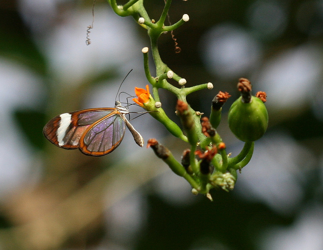 The Incredible Glasswing Butterfly | The Ark In Space