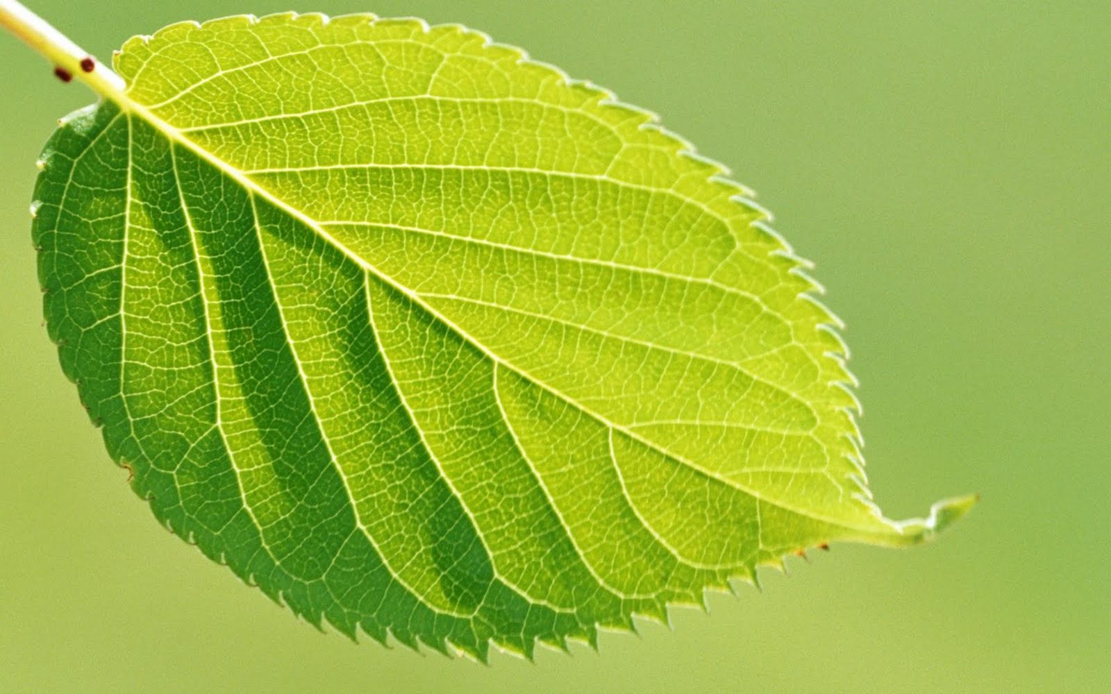 As plantas: Classificação das folhas quanto á forma