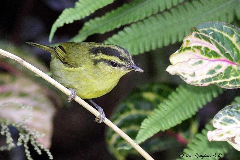 Birds and Nature Photography @ Raub: Mountain Leaf Warbler