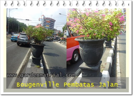 DAFTAR HARGA TANAMAN: Tanaman untuk Pot pembatas Jalan Raya