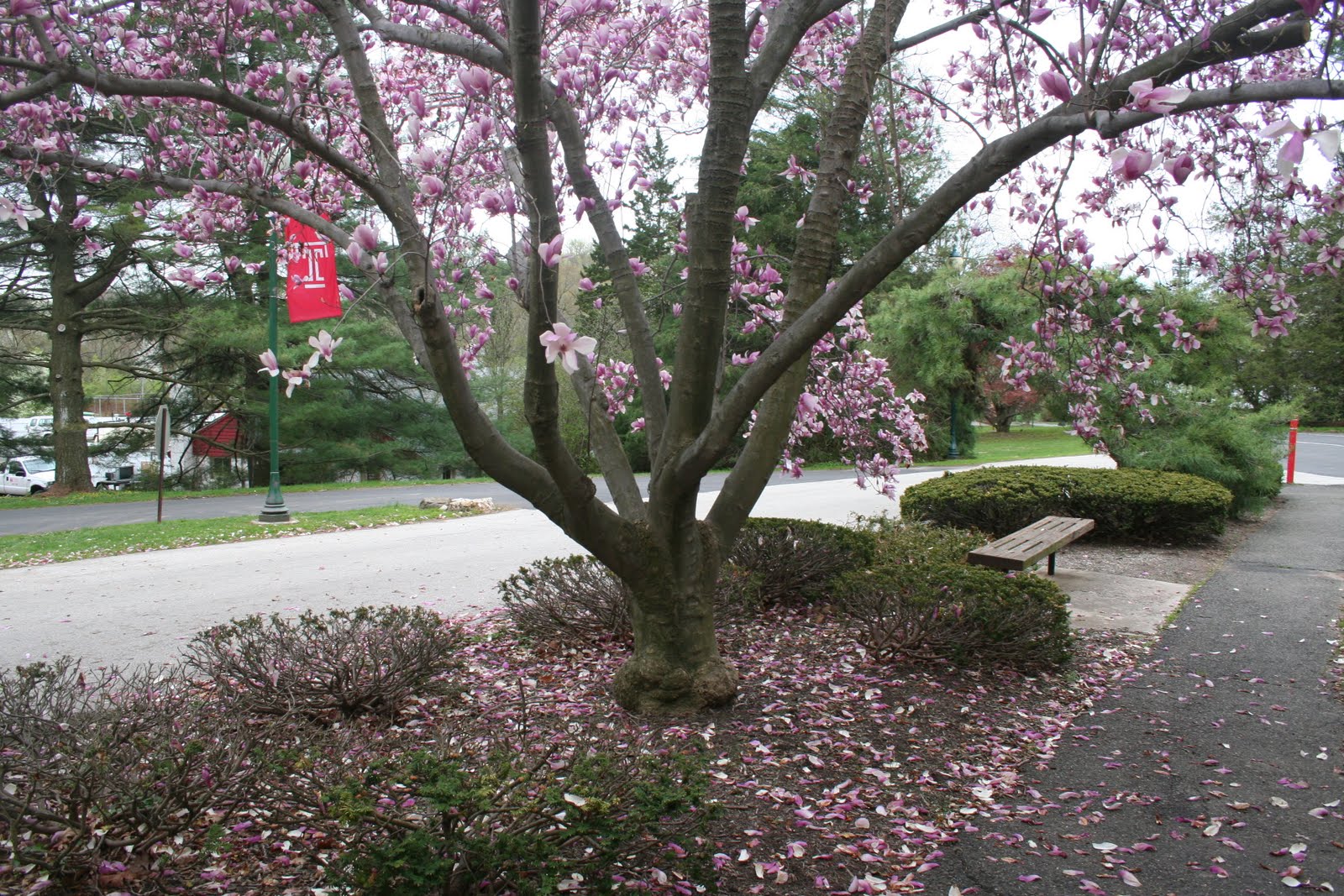 Field Journal for Trees in the City Course: Tree 5: Saucer Magnolia ...