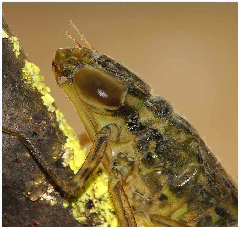 Kent Dragonflies: Emperor Dragonfly Nymph (Anax imperator)