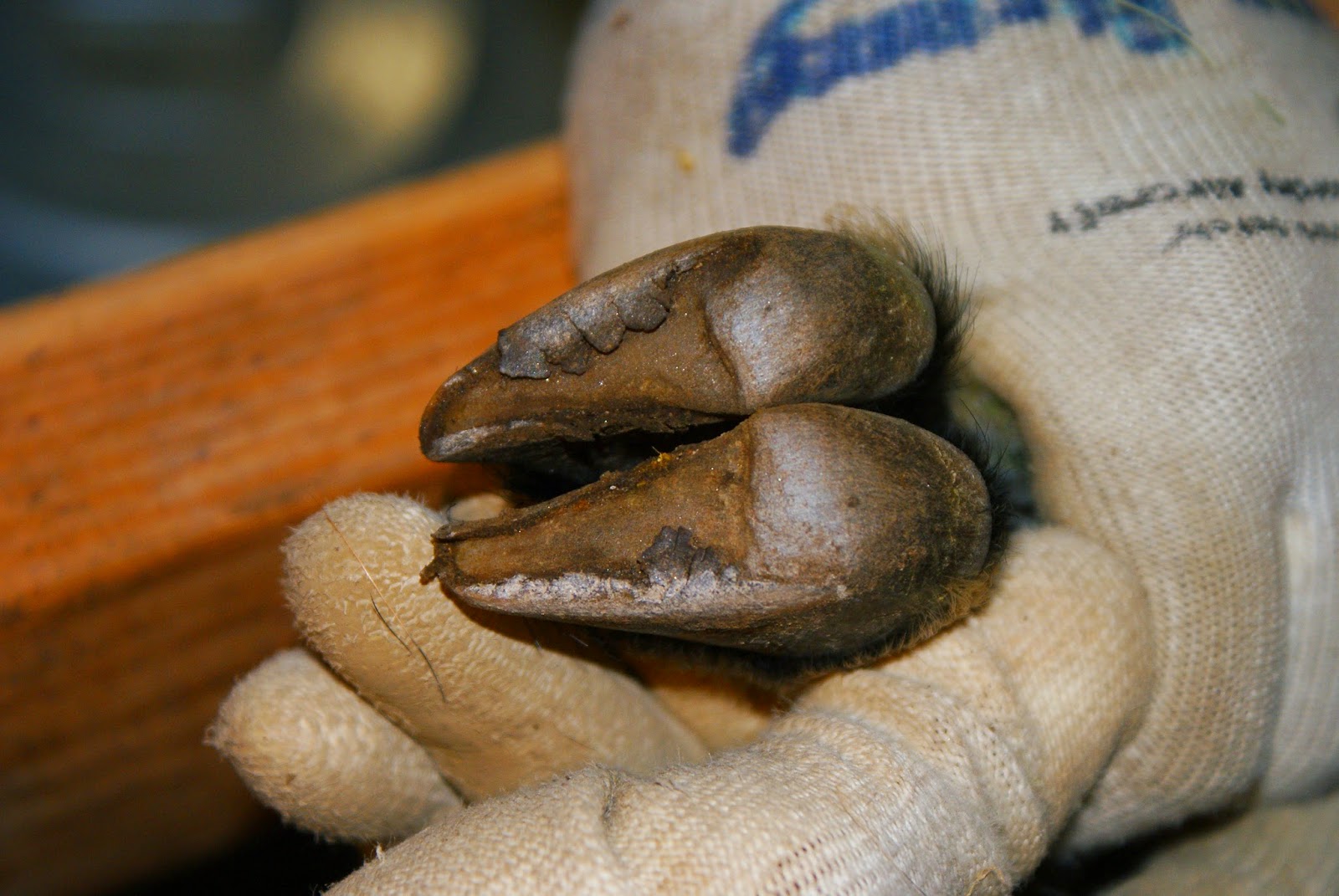 Sanctae Familiae Villa: Goat Pedicures