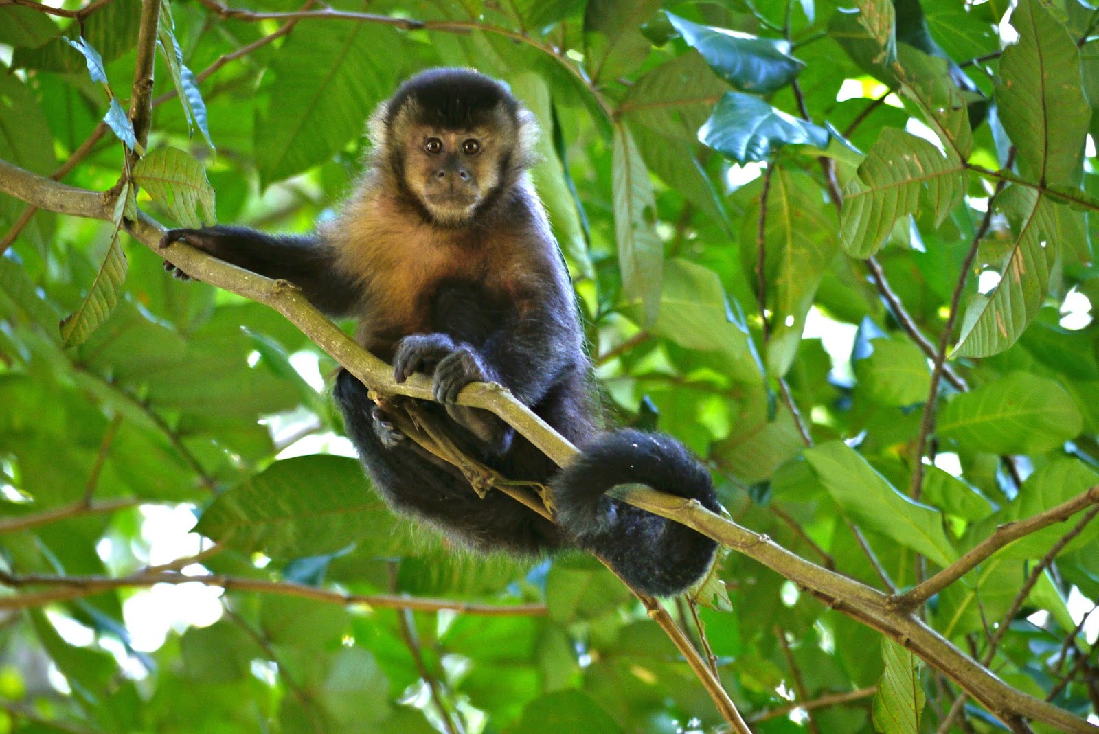 Alone with my tea: Monkeys in Rio