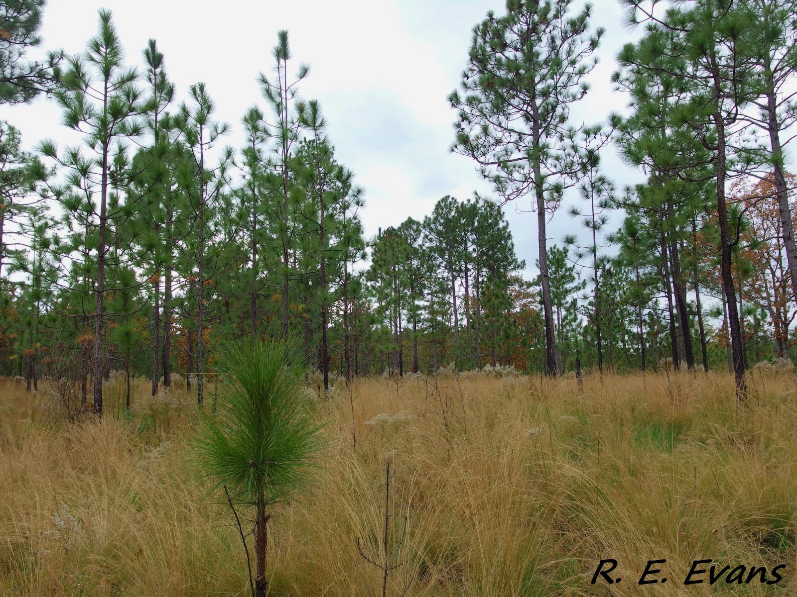 NC Plant Conservation & Beyond: Longleaf Pine Sandhills - fire and ...