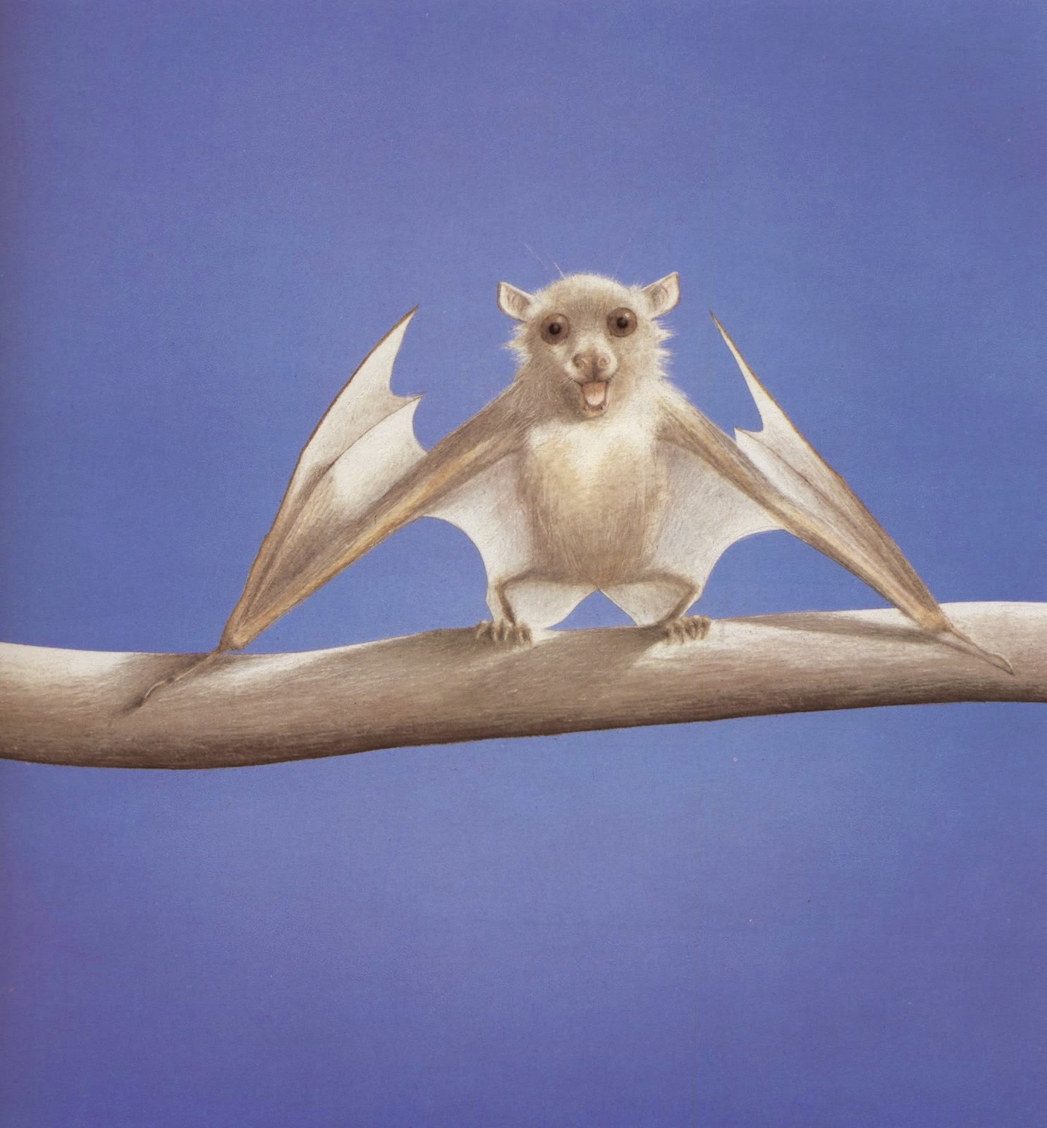 LIBROS PARA EDUCAR EN VALORES: Stelaluna de Janell Cannon - RZ100arte