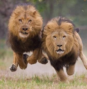 List of Pictures: Fierce