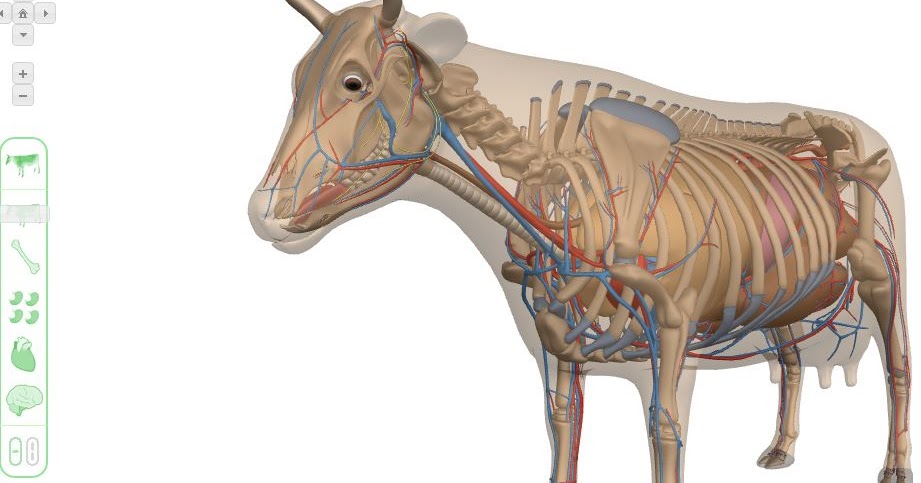 TECSABER : Anatomia de uma vaca em 3D