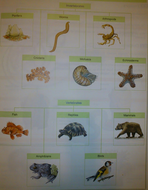 1ºA EN EL CURA VALERA: 5.1. The main characteristics of animals