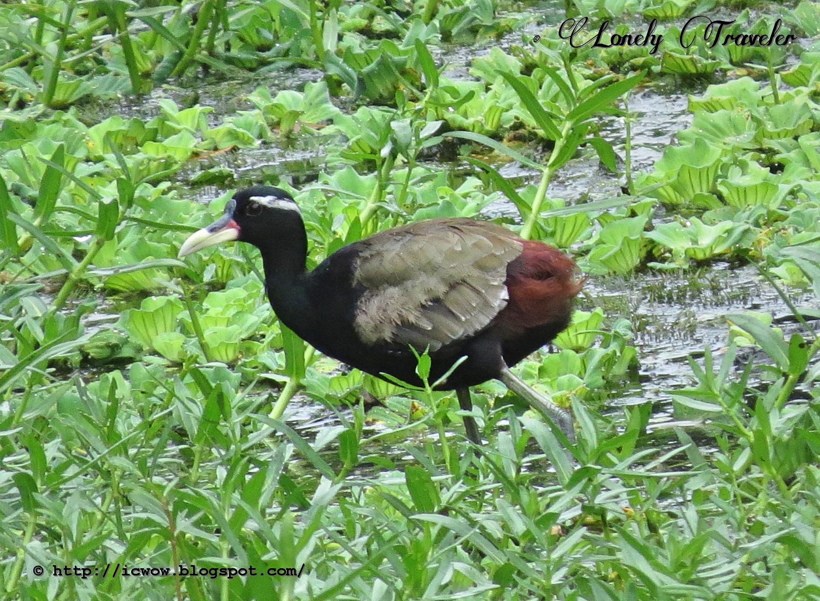 Bronze-winged jacana - Metopidius indicus