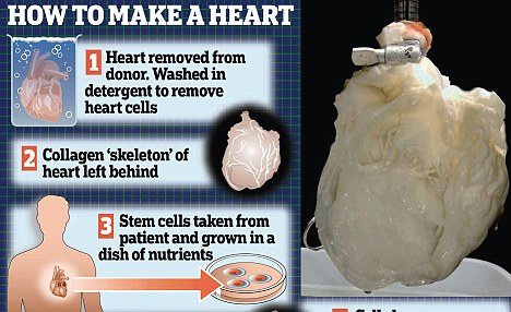 Recellularized Human Hearts May be Weeks Away | NextBigFuture.com