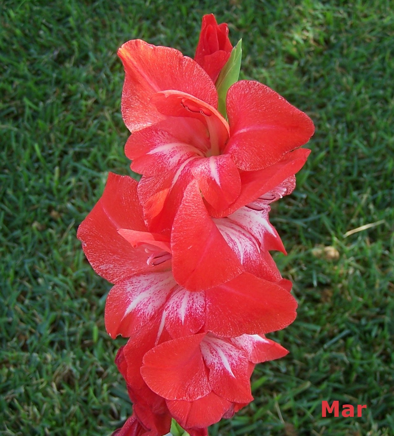 Flores y árboles: Gladiolus -Gladiolo