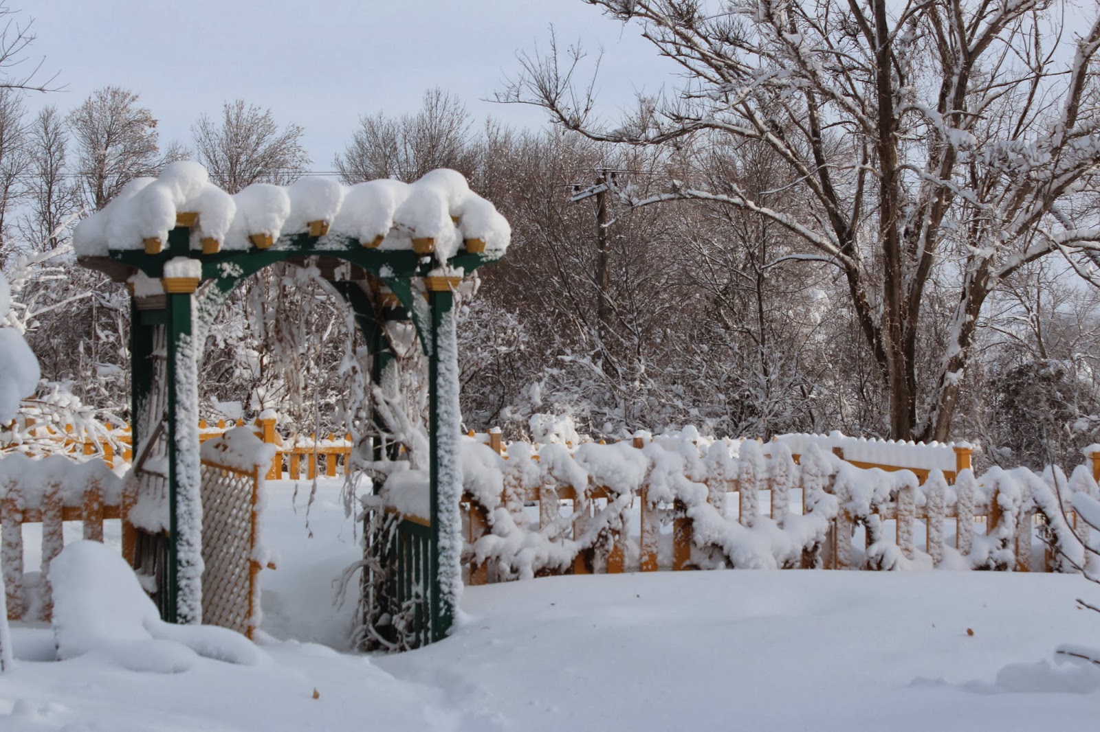 Squash Blossom Farm: Beautiful Blizzard