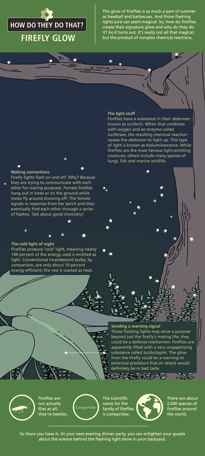 The Nature In Us: How Do Fireflies Glow & Why