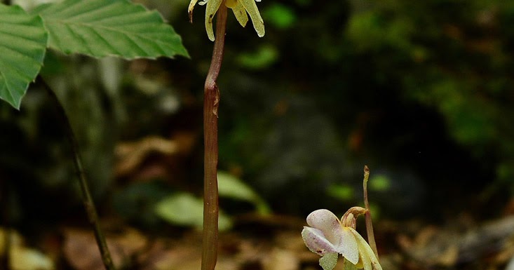 Scientia amabilis: Szeretetre méltó tudomány: Virágzik a 'szellemorchidea'