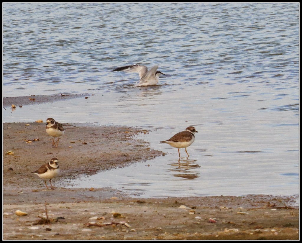 Bird Tweets: Little Estero Island - Critical Wildlife Area Bird Tweets: Little Estero Island - Critical Wildlife Area