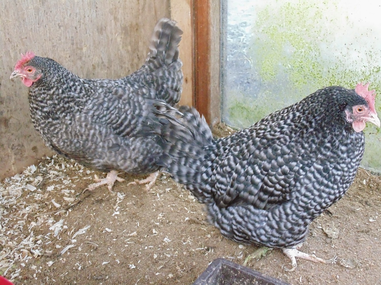 Croft 2A: Cuckoo Scots Dumpies