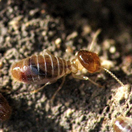 Ordo Isoptera - Informasi Serangga