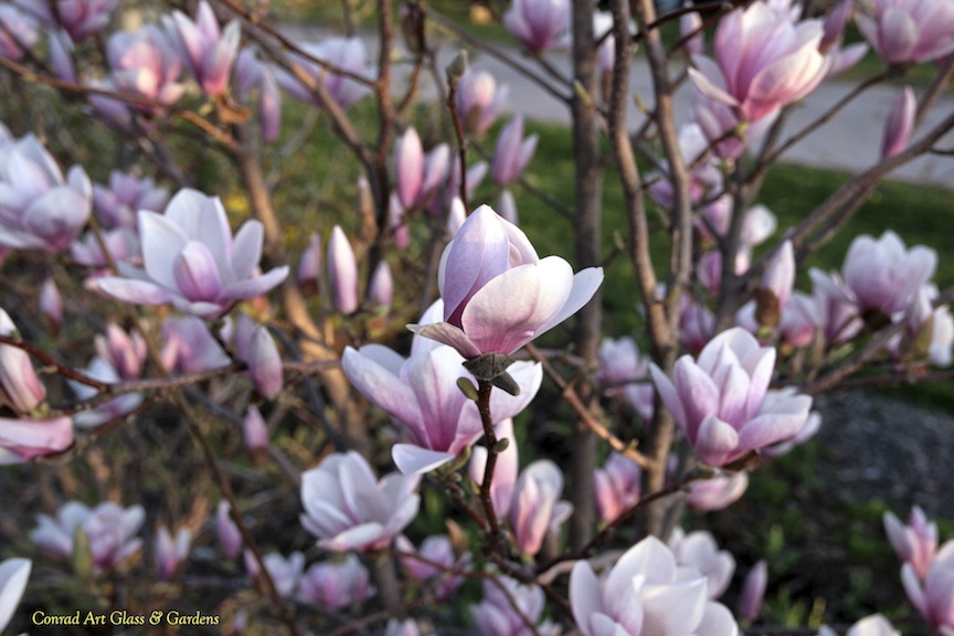 Conrad Art Glass & Gardens: Magnolias