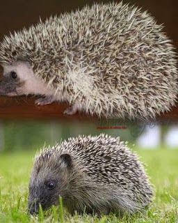 5 Animals Who Have Yourself Shield